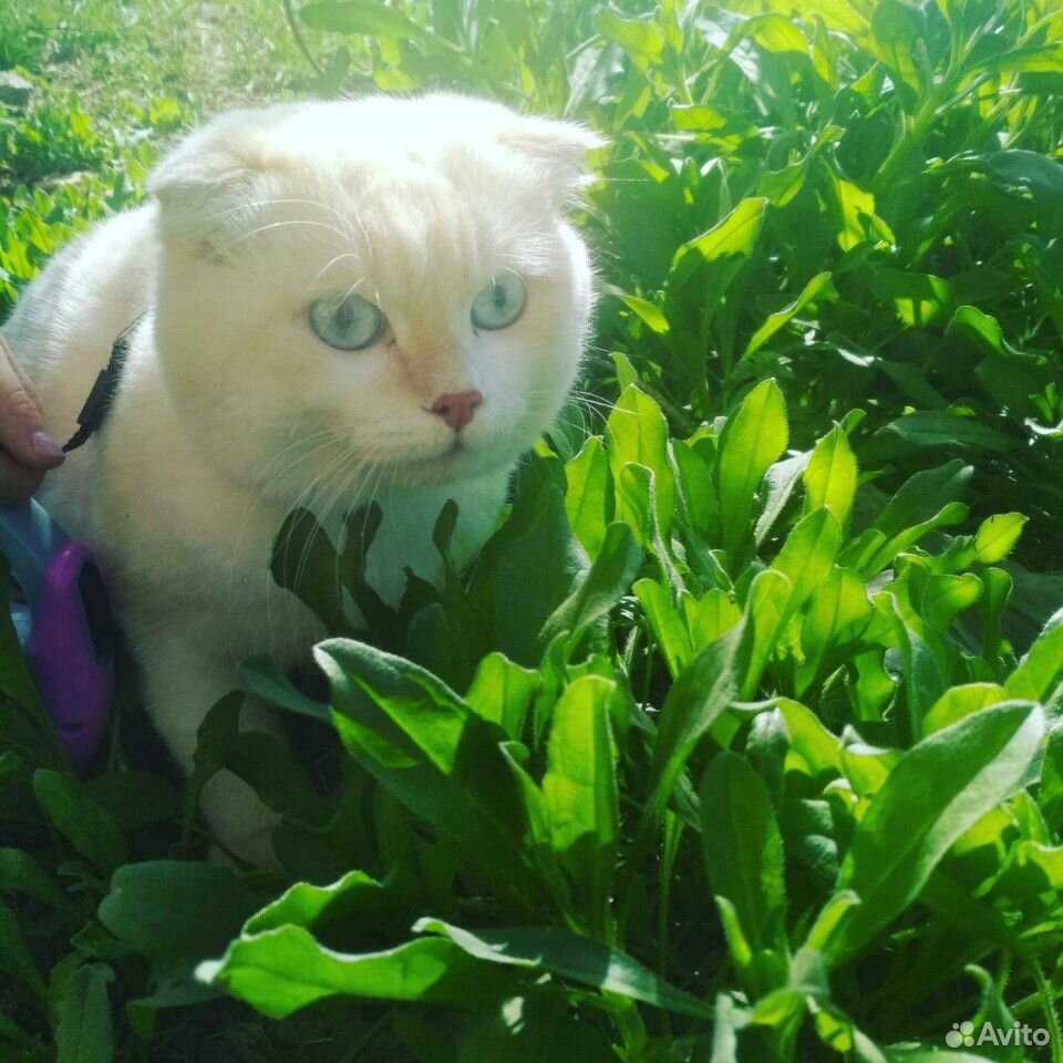 Кот Скоттиш фолд на вязку