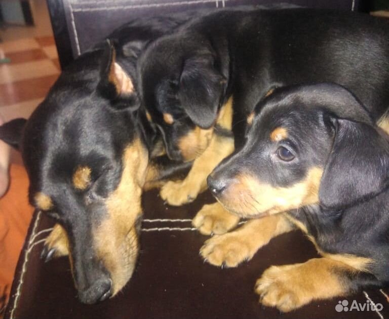 Цвергпинчер (карликовый пинчер). Щенки 2 месяца