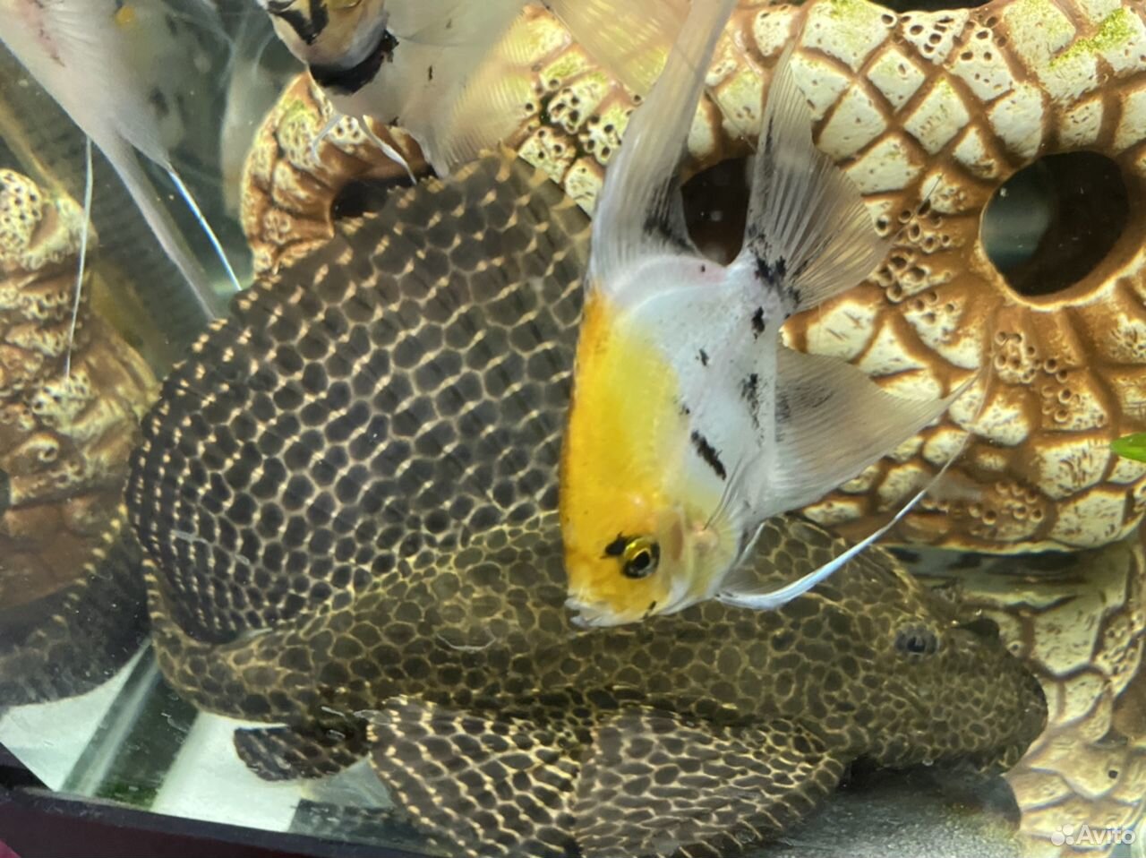 Птерегоплихт