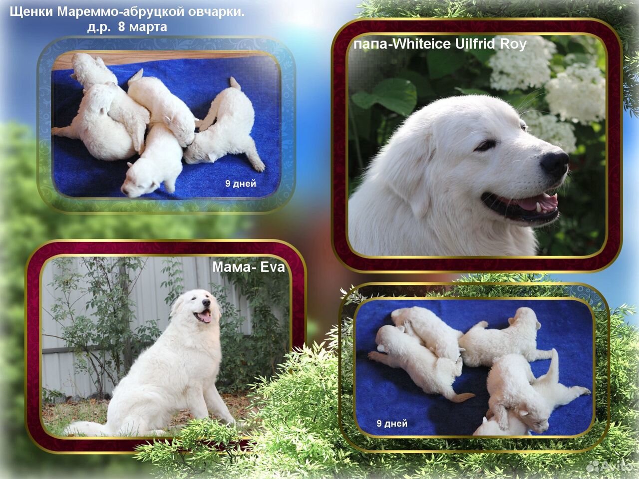 Щенки мареммы. Рабочие линии. Москва