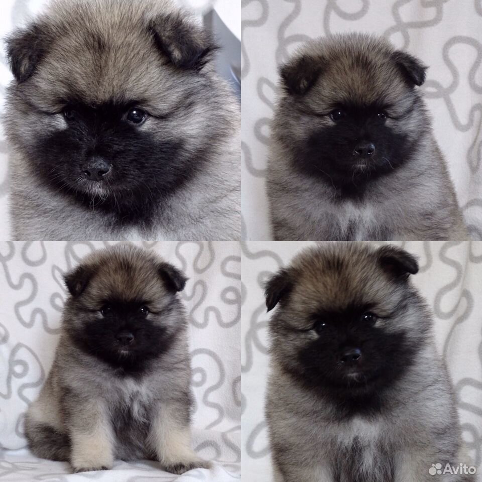 Перспективный щенок Кеесхонда (Вольфшпиц)