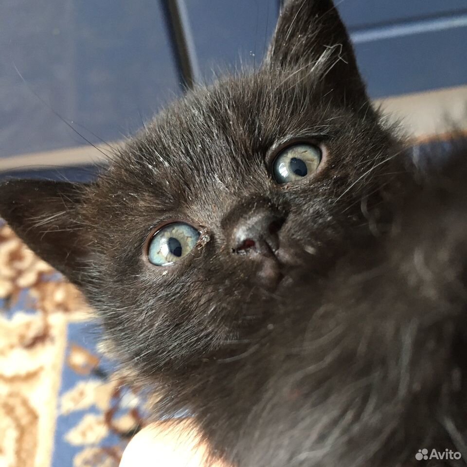Чёрный котенок