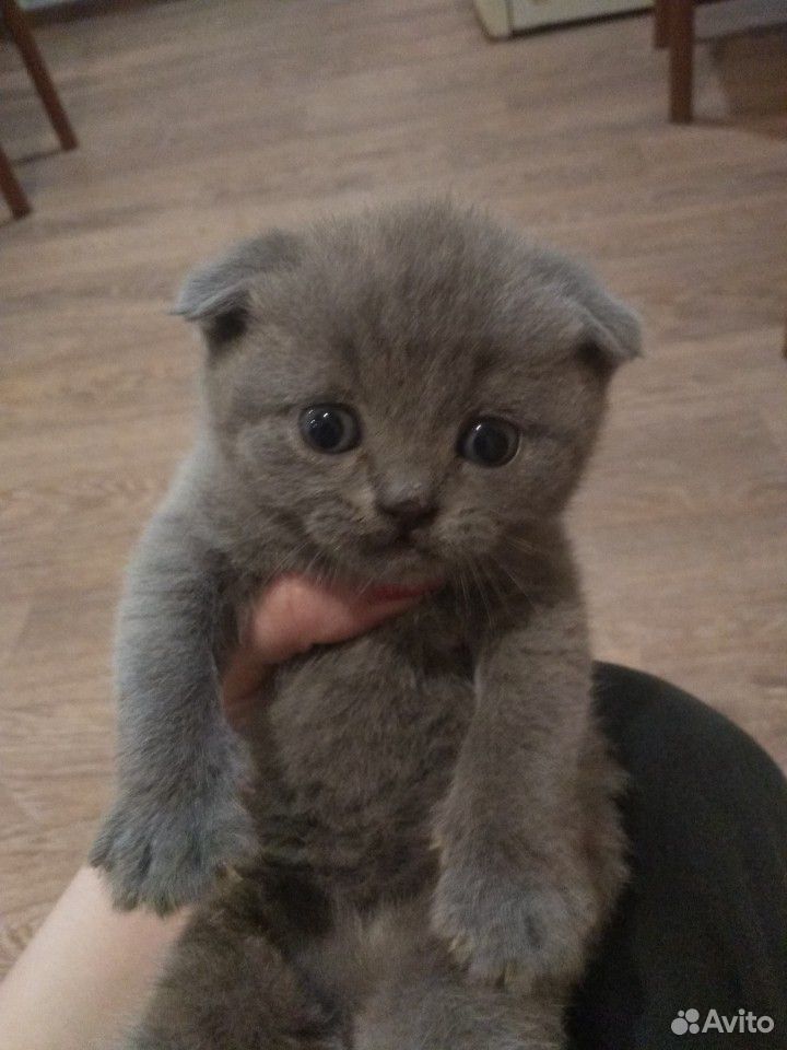 Шотландские котята
