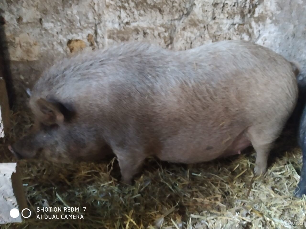 Хряк свинка