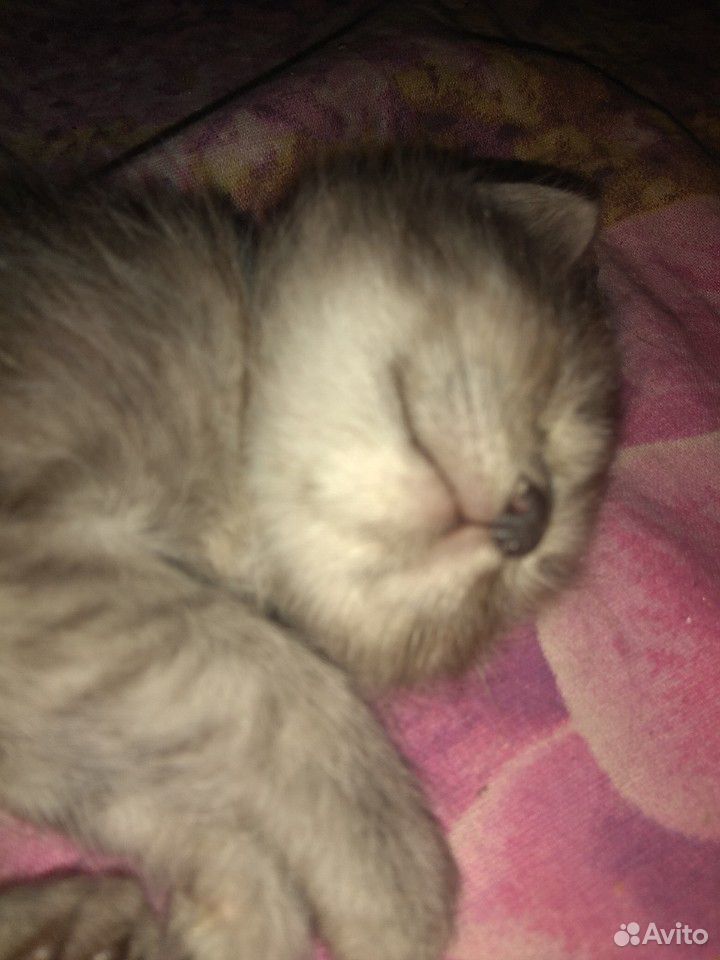 Кошка