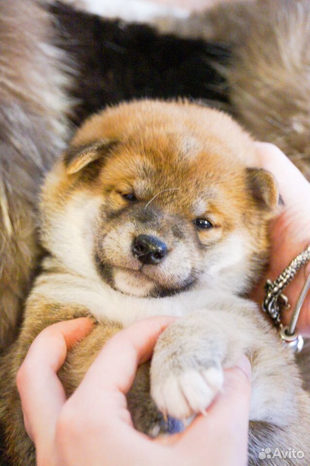 Рыжие мальчики и белая девочка сибочки