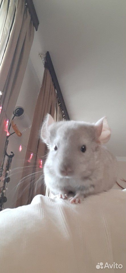 Шиншиллята-мальчишки,2мес