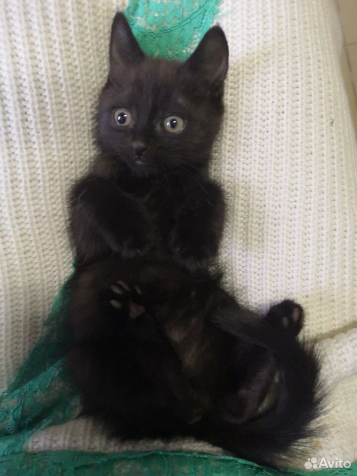 В добрые руки