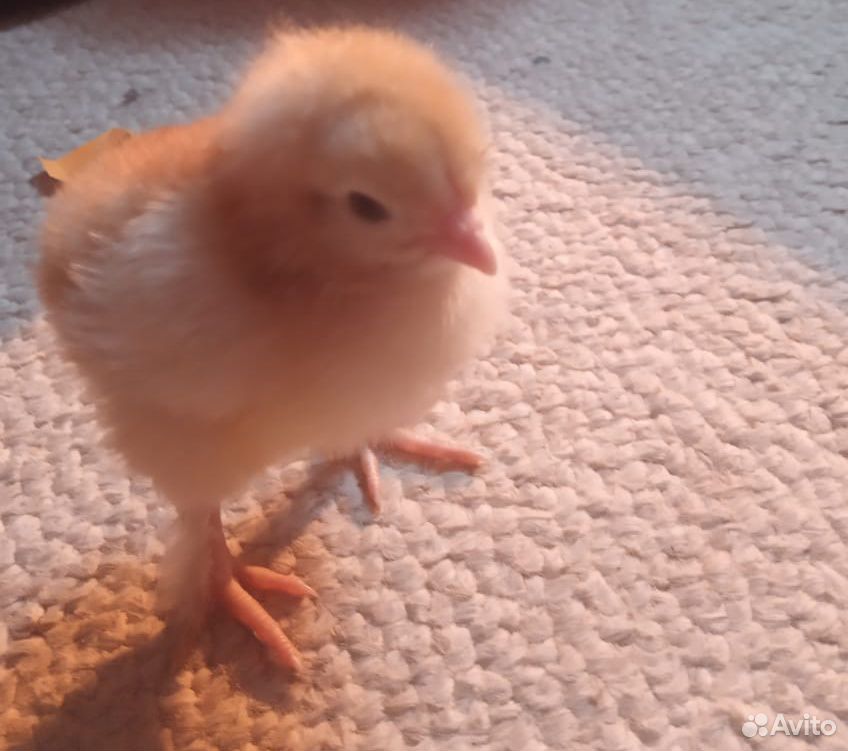 Цыпленок смесь пород мясной Брама и Ломан Браун яи