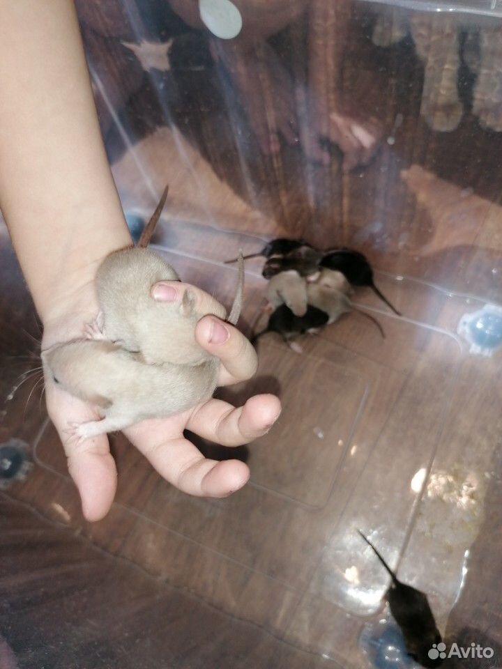 Мышки домашние декоративные