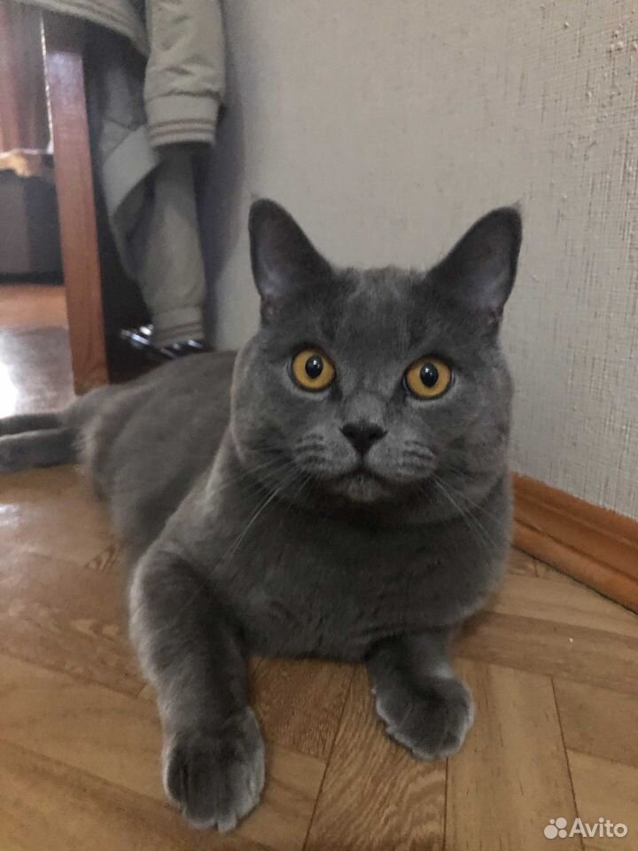 Кот 2 года британец