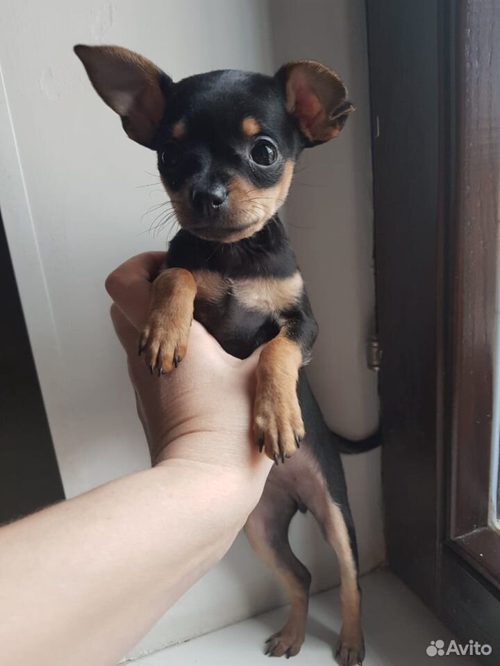 Мини той терьер, щенок (девочка)