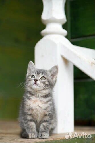 Котята, мальчик и девочка