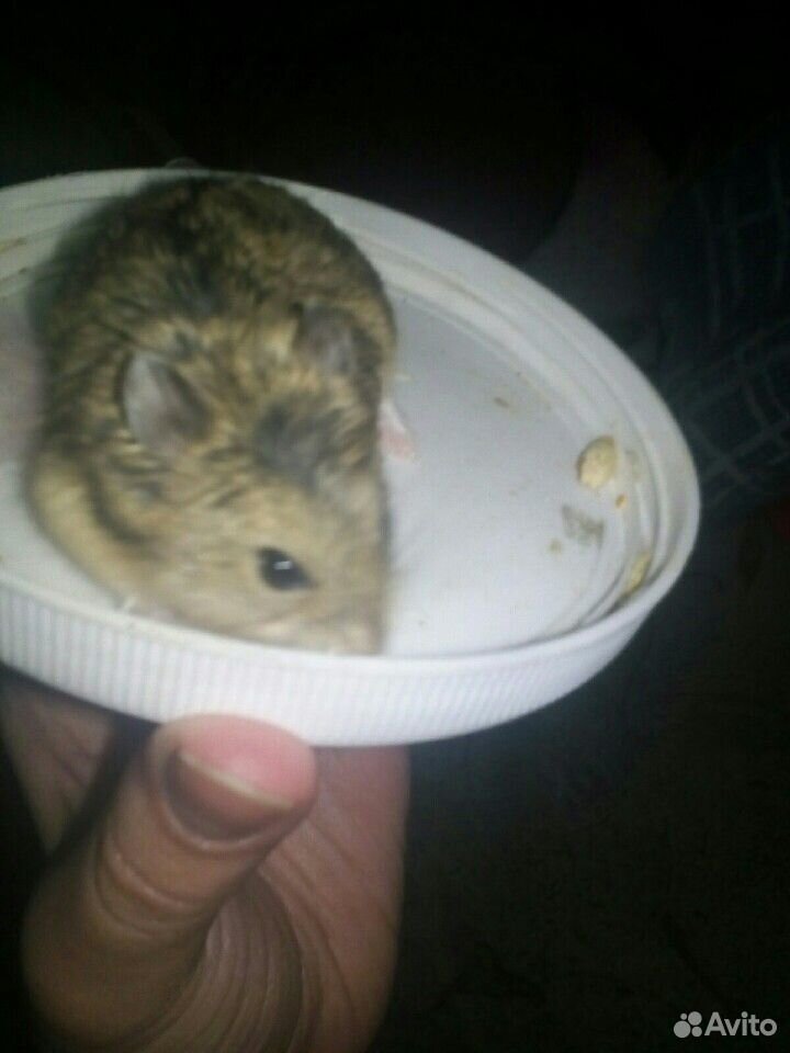 Джунгарский хомяк