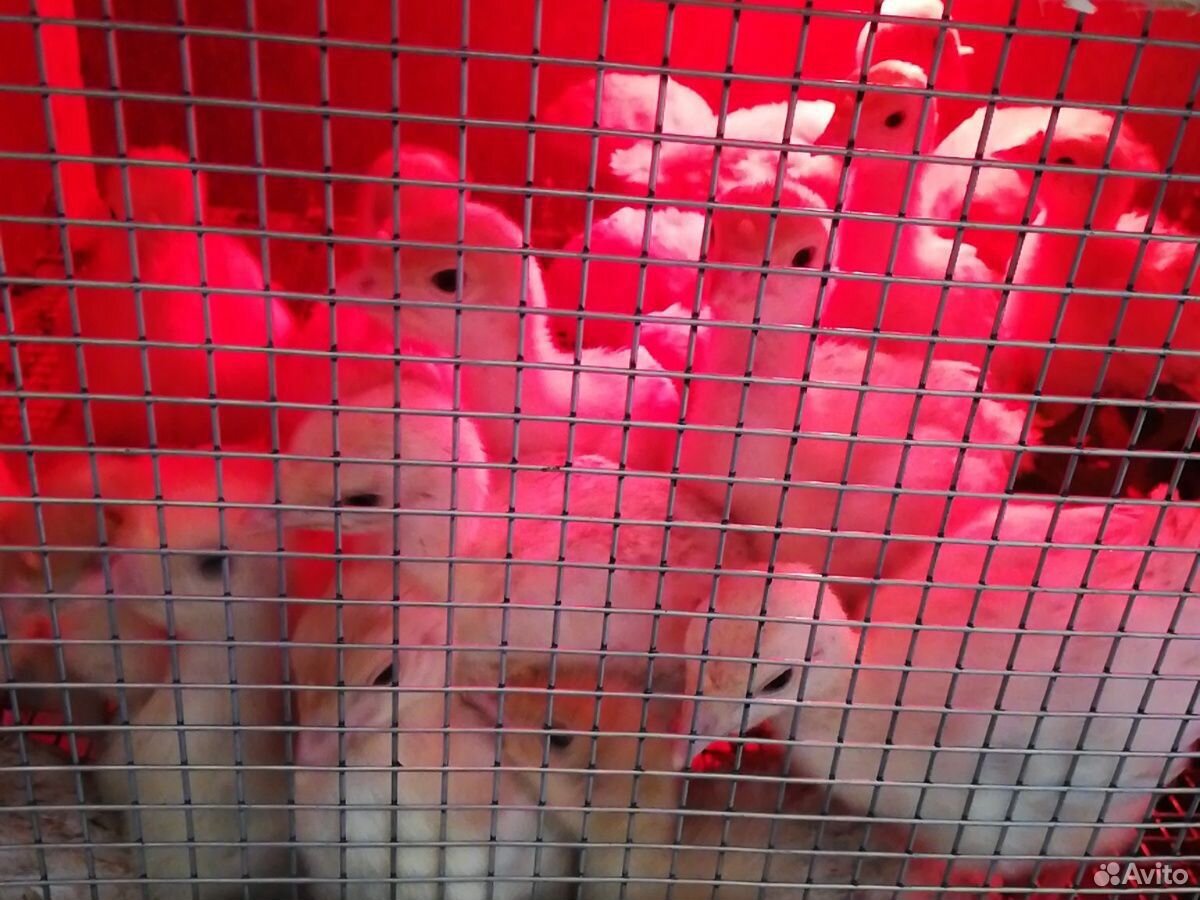 Подрощенный индюк