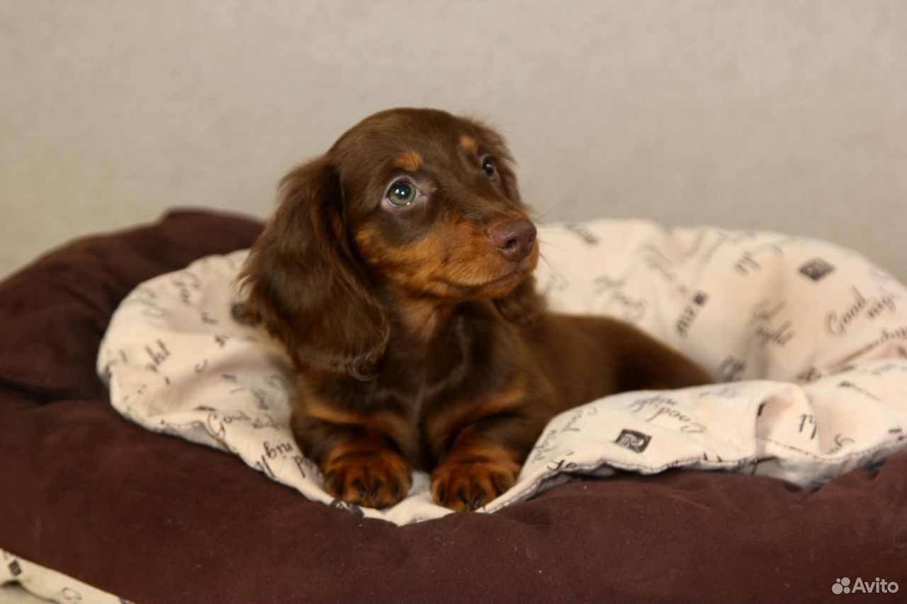 Девочки шоколадные мрамор кроличьи\мини