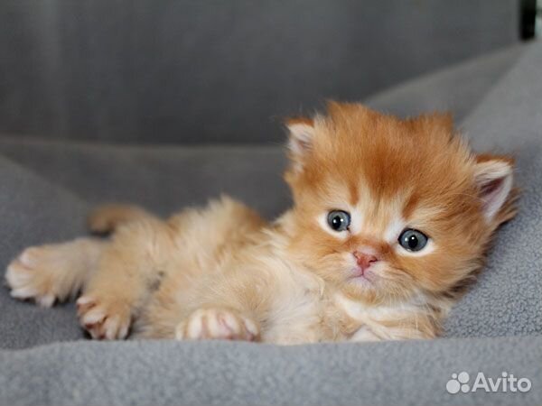 Перчик - красный тикированный хайлендер котик