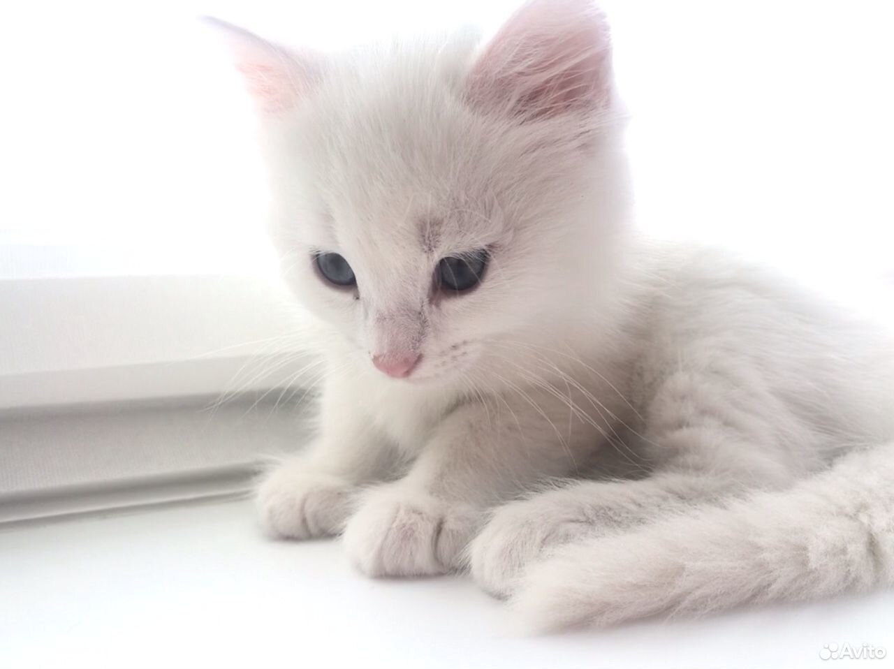 Шотландский котёнок
