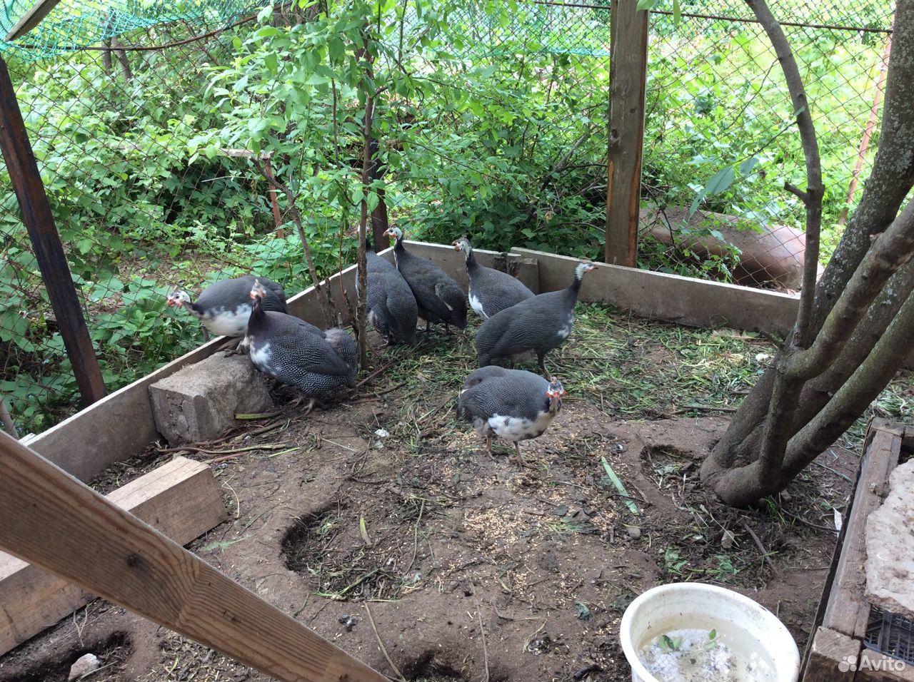 Цесарки несушки требуются в г Пермь