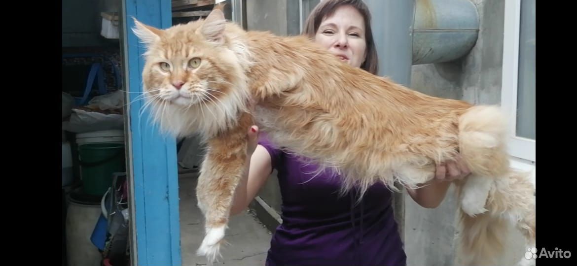 Рысятки от чемпиона