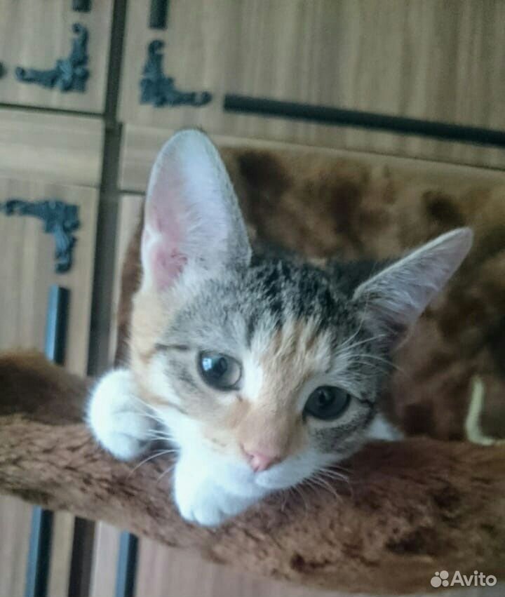 Ласковая Тигрена