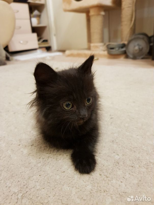 Котенок Сёма, 1 месяц