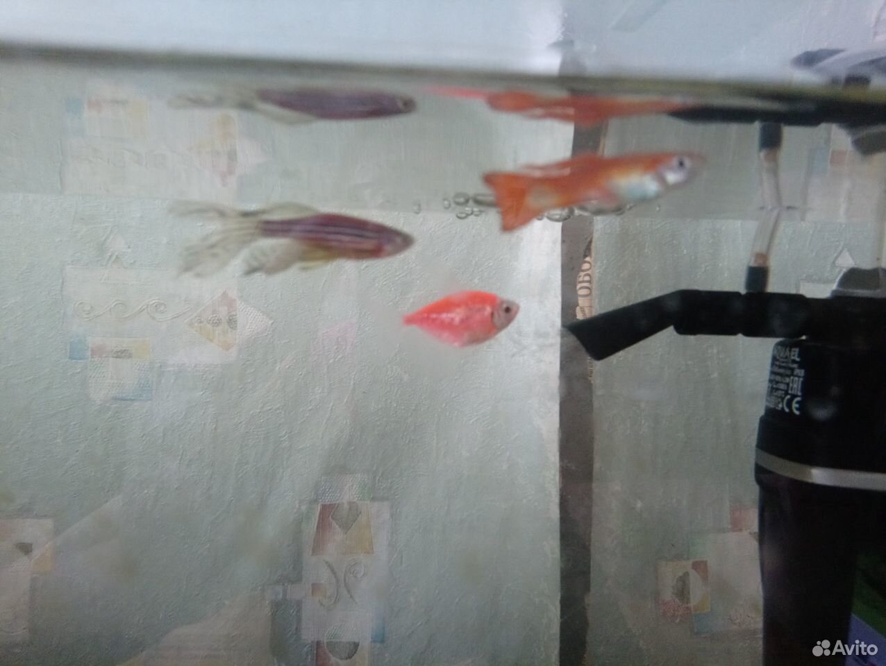 Рыбки ищут новый дом