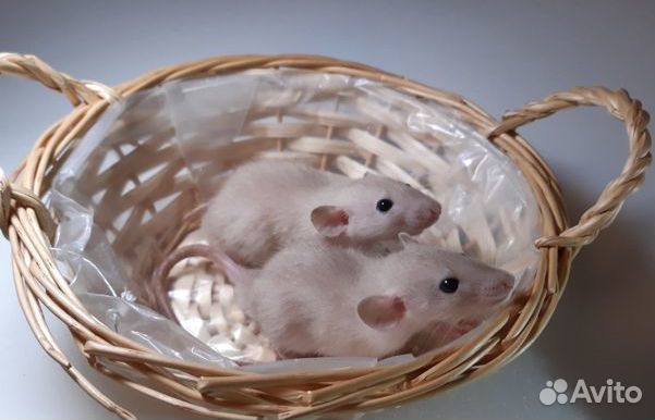 Декоративная крыса, крысята