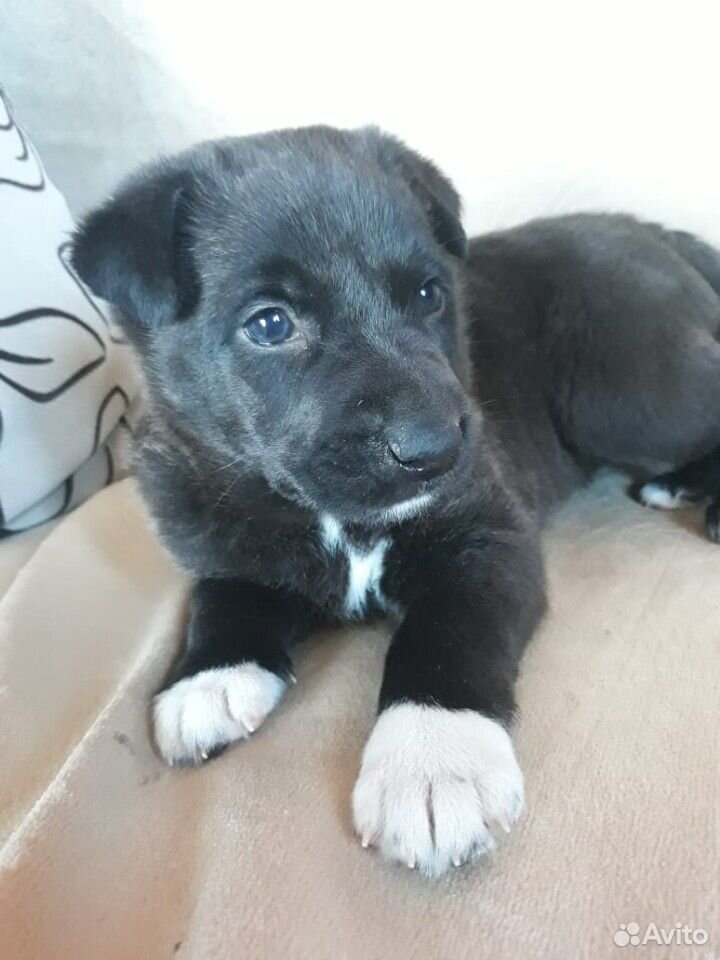 Щенок в добрые руки