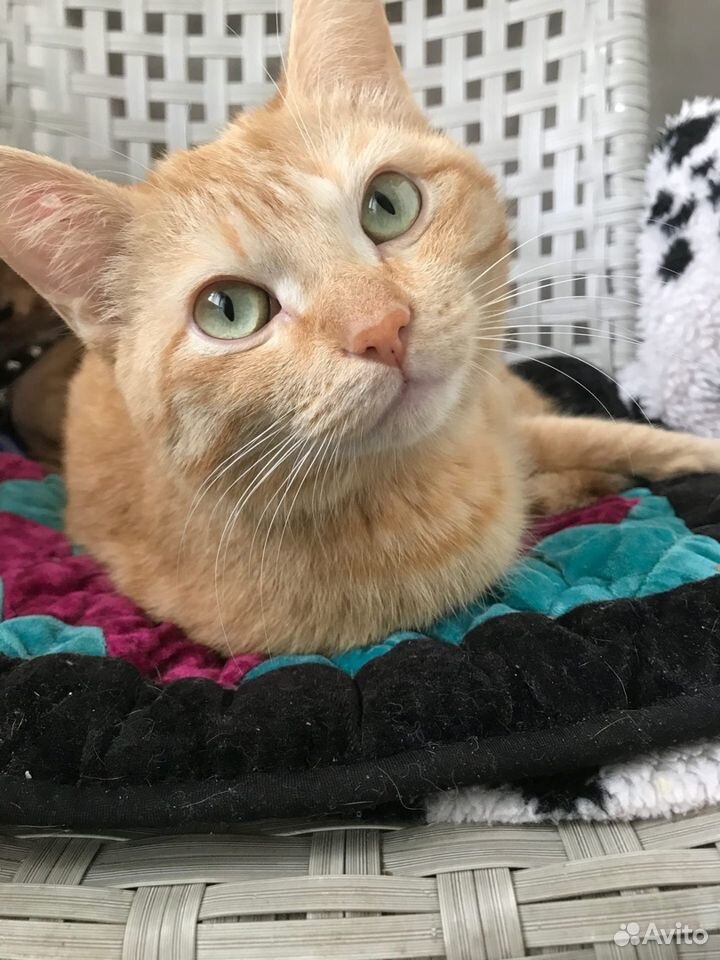 Котик