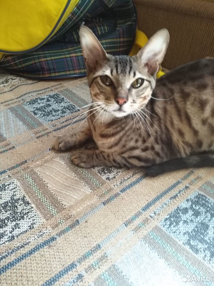 Котик Бася метис ориентала