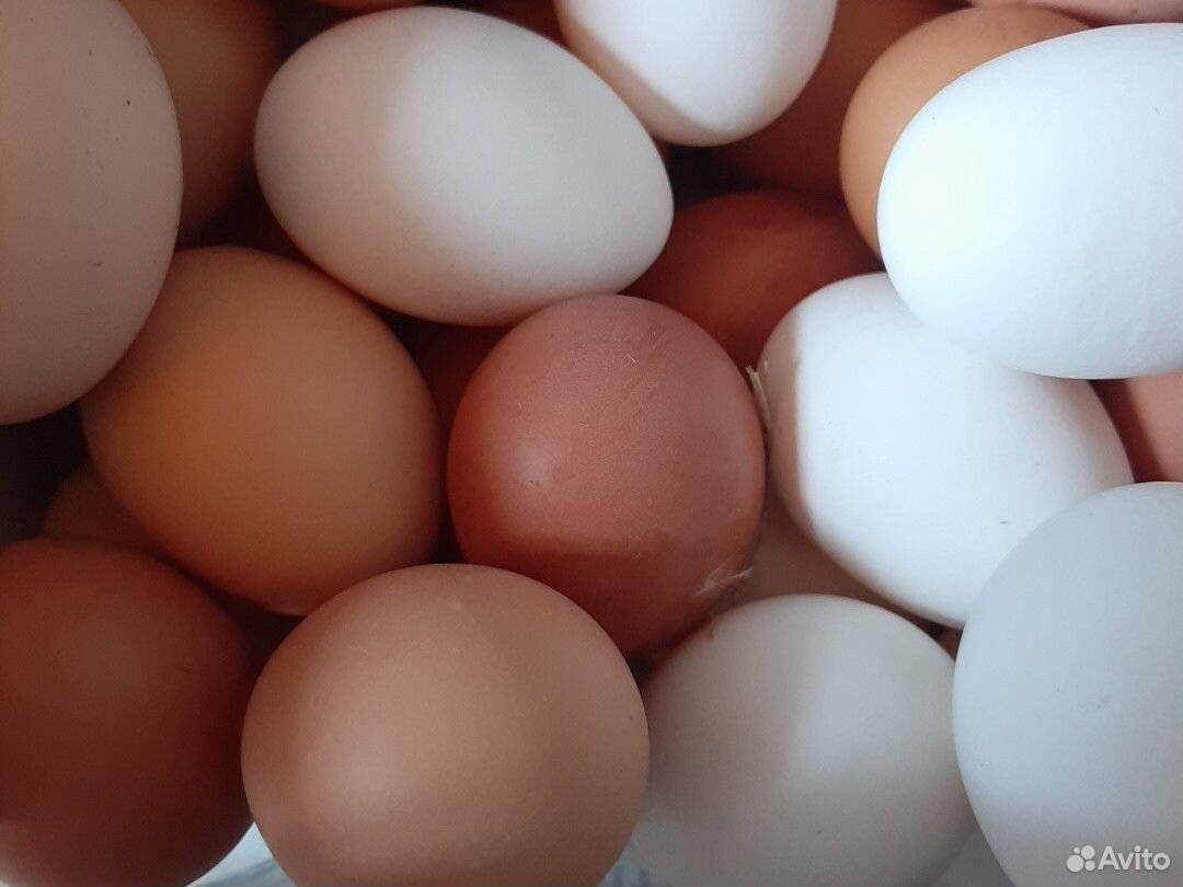 Яйцо домашнее