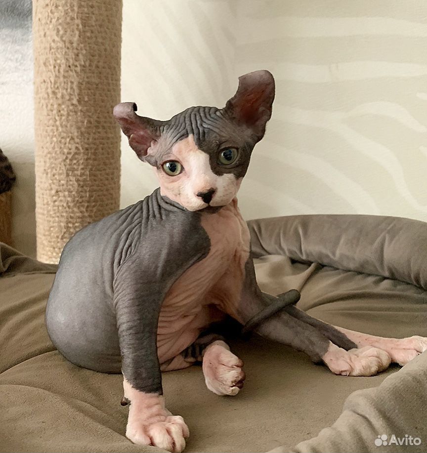 Эльф девочка