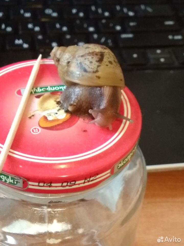 Улитки ахатины в добрые руки