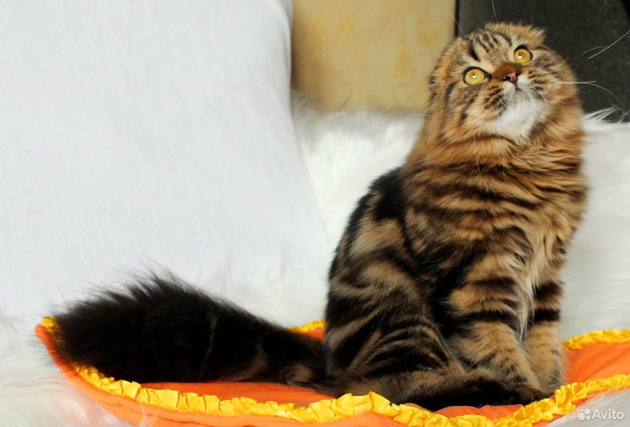 Шотландский котик предлагается к продаже