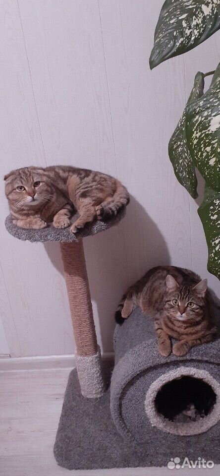 Котята