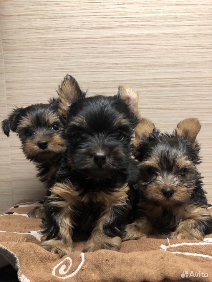 Йоркширский терьер