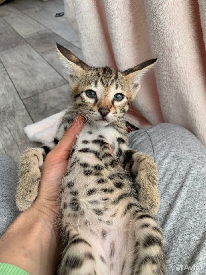 Брутальный пацан Саванна Ф4