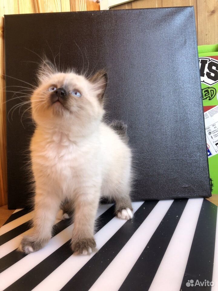 Тайский бобтейл