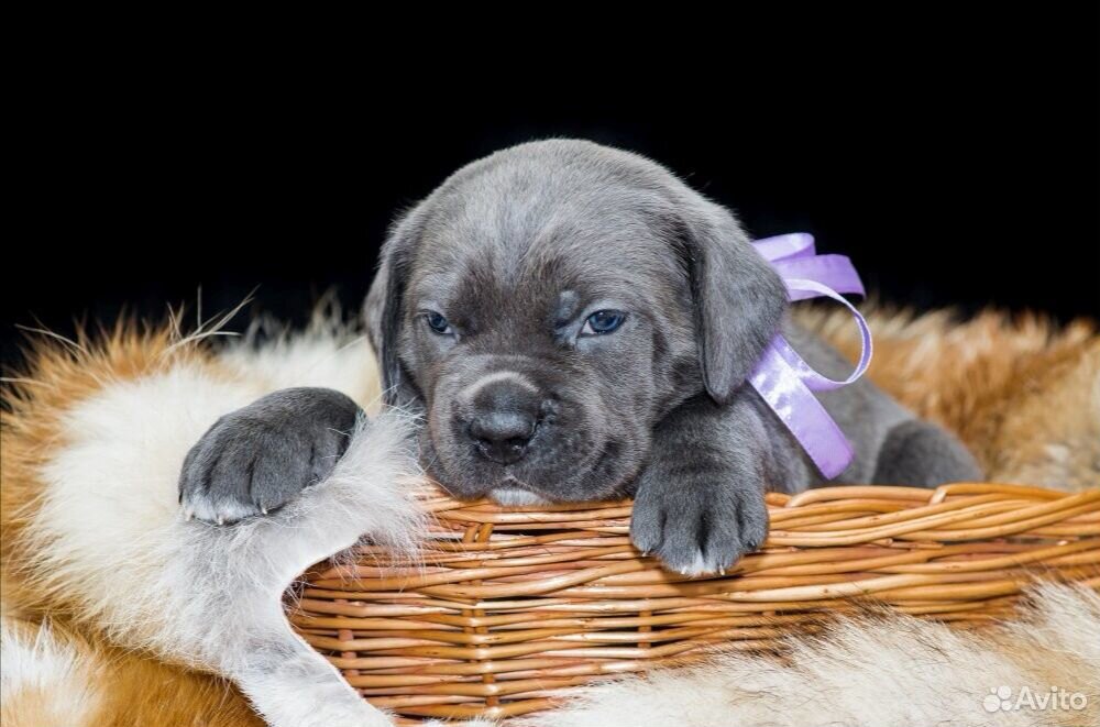 Кане корсо Итальяно