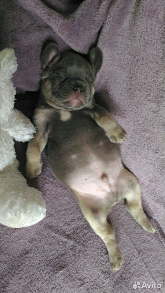 Французский бульдог лилово-голубой подпал