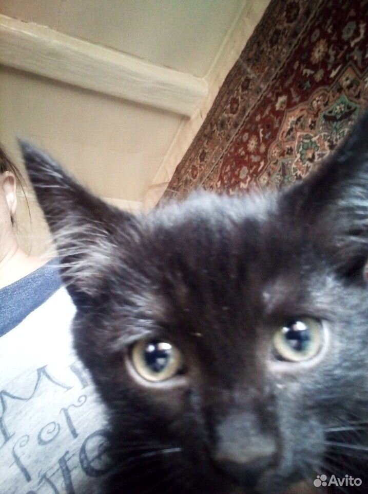 Котята 1,5месяца. кошки черные