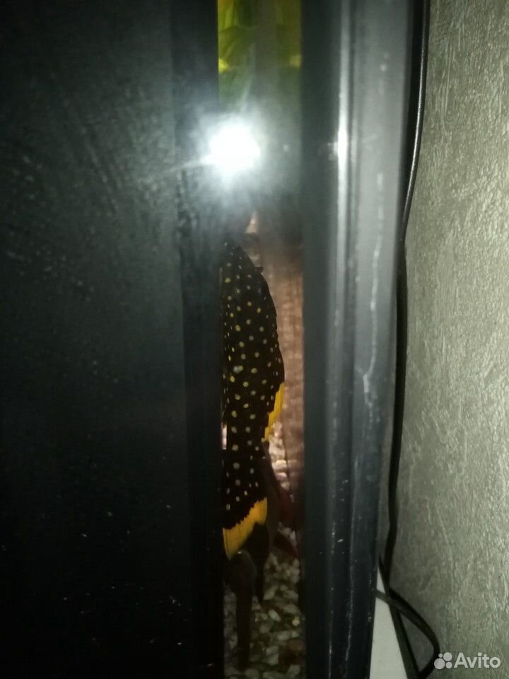 Аквариуная рыбка