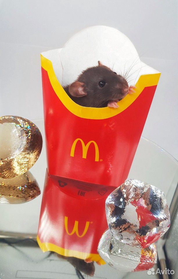 Декоративные крысята