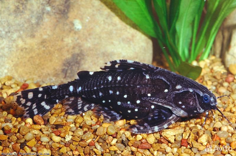 Мирные сомики агамикс Звёздчатый