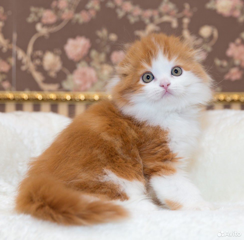 Солнечный котик