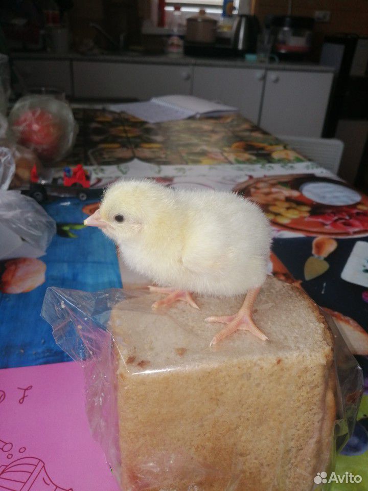 Цыплята бройлеров кобб 500