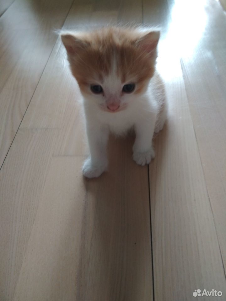 Котик-ангелочек