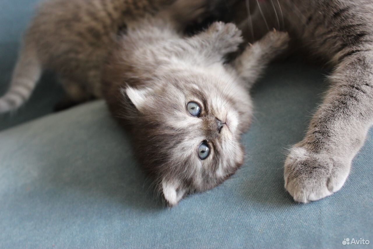 Шотландский породистый котенок. Девочка