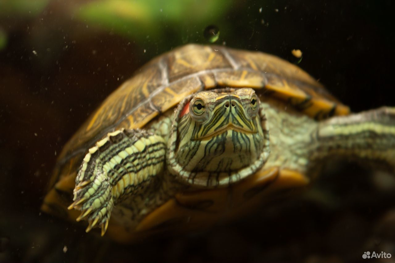 Черепаха красноухая